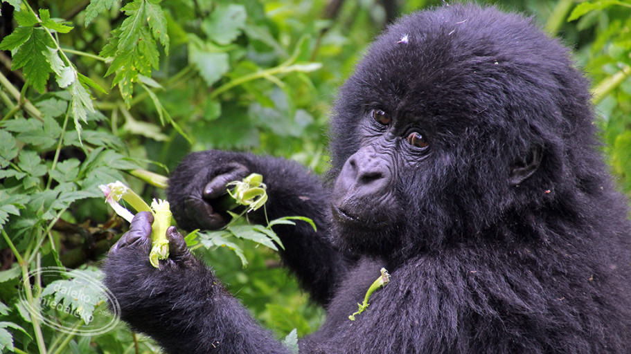 Goryle górskie z Ugandy | Daleko niedaleko